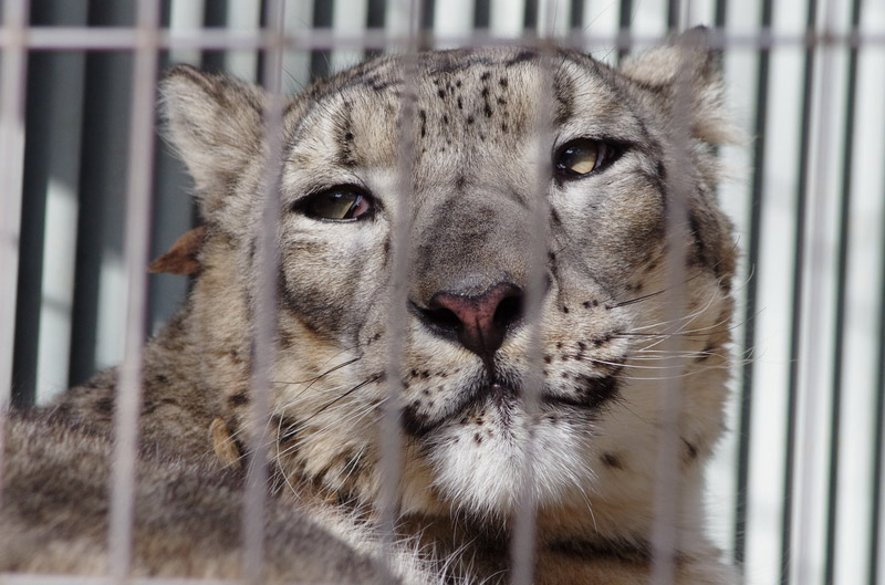 東山のユキヒョウたち : 動物園写真『晴れときどき雪豹』