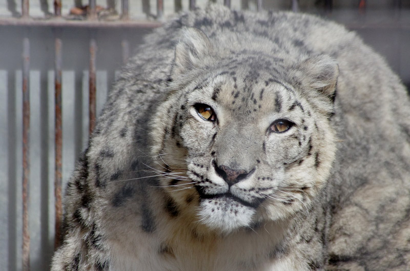 東山のユキヒョウたち : 動物園写真『晴れときどき雪豹』