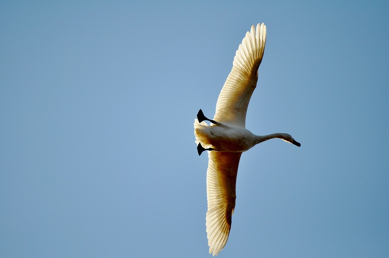 コハクチョウ飛ぶ : 森のことば、ことばの森