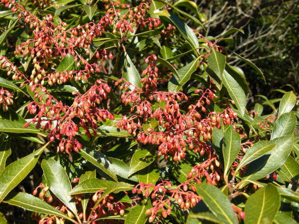 鞍岳 2013.02.25 : コヨーテの山日記