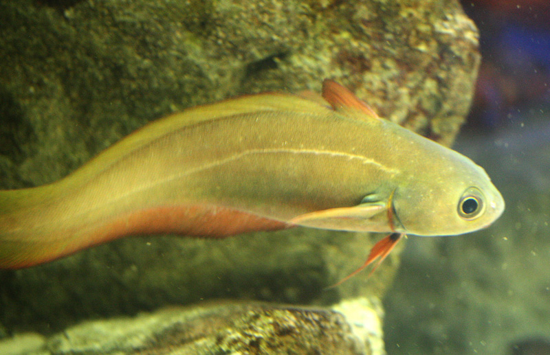 エゾイソアイナメ Physiculus maximowiczi : 鳥平の自然だより（動物編）