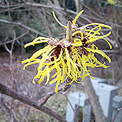 日本酒 : 鶏肋雑記