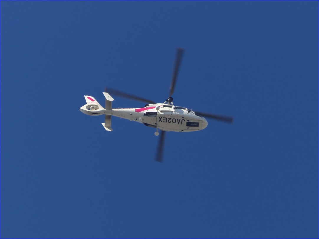 今日のAS365（JA02EX） : ギャラリー☆花鳥風翼II