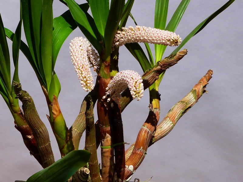 Eria cylindrostachya : 花咲か父さん 洋らん栽培