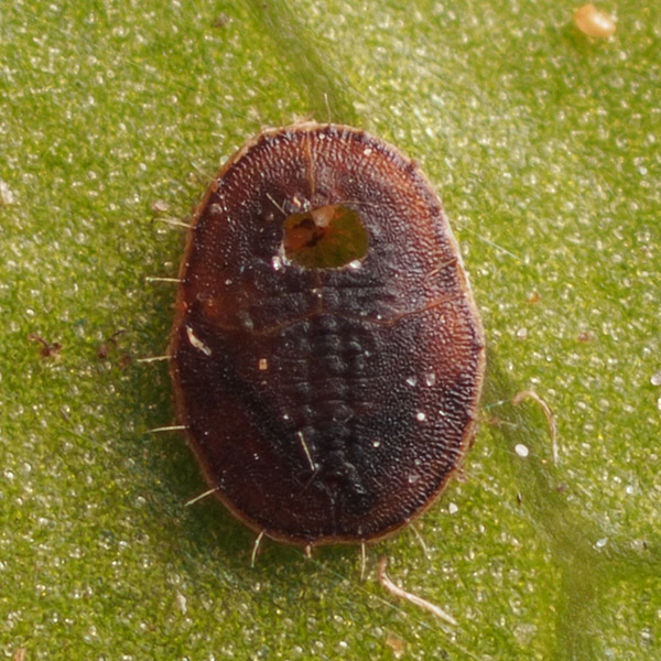 シロイスノキコナジラミの殻 9902 : 小さき者たちの世界