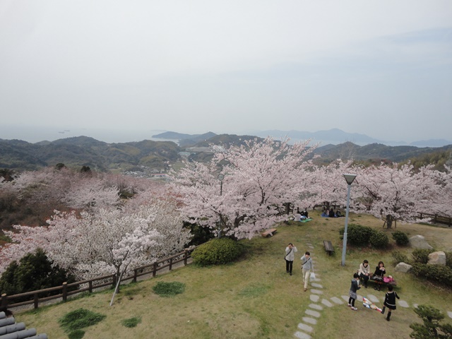 海山城展望公園（愛媛県今治市波方町）の桜…2013・3・31 : 徳ちゃん便り