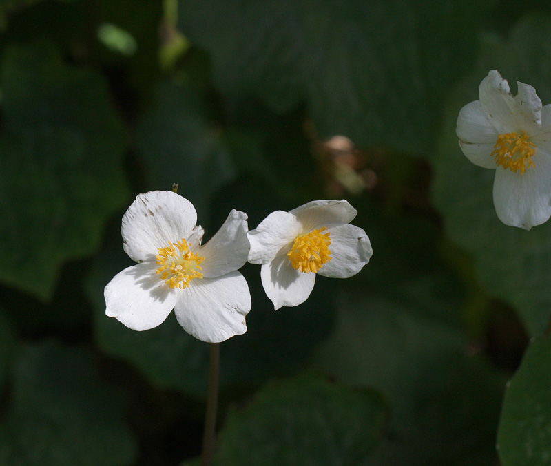 シラユキゲシ（スノーポピー） Eomecon chionantha : 鳥平の自然だより（植物編）