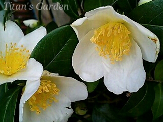 Camellia japonica subsp. rusticana 'Shirayukitsubaki' : Titan's Garden