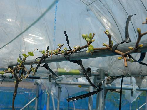 ブドウは順調 : 果樹園