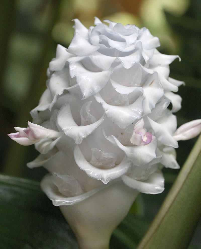 カラテア・ブルレマルクシー ’アイスブルー’ Calathea burle-marxii cv. ’Ice Blue’ : 鳥平の自然だより（植物編）