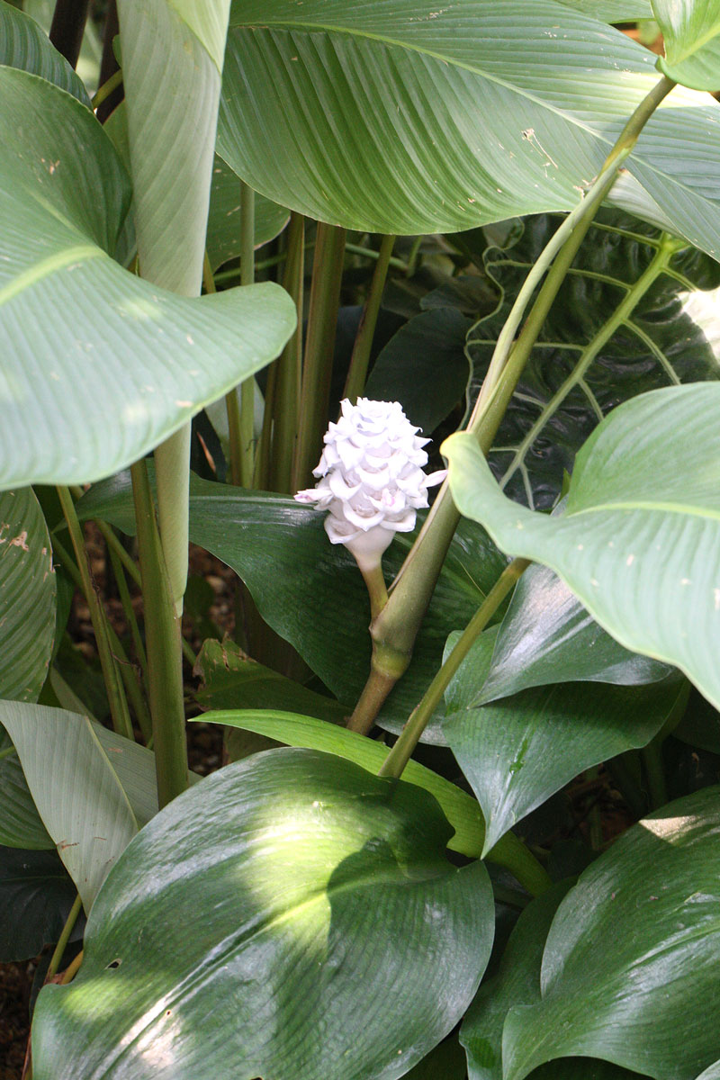 カラテア・ブルレマルクシー ’アイスブルー’ Calathea burle-marxii cv. ’Ice Blue’ : 鳥平の自然だより（植物編）