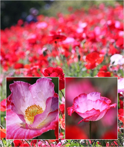 シャーレーポピー（昭和記念公園） : 子猫の迷い道Ⅱ