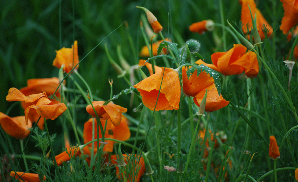ハナビシソウ カリフォルニアポピー : 道草ギャラリー