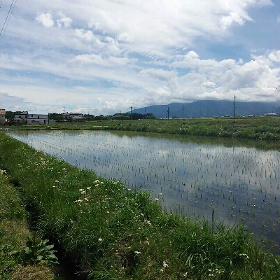 田植え完了 : 箕輪会