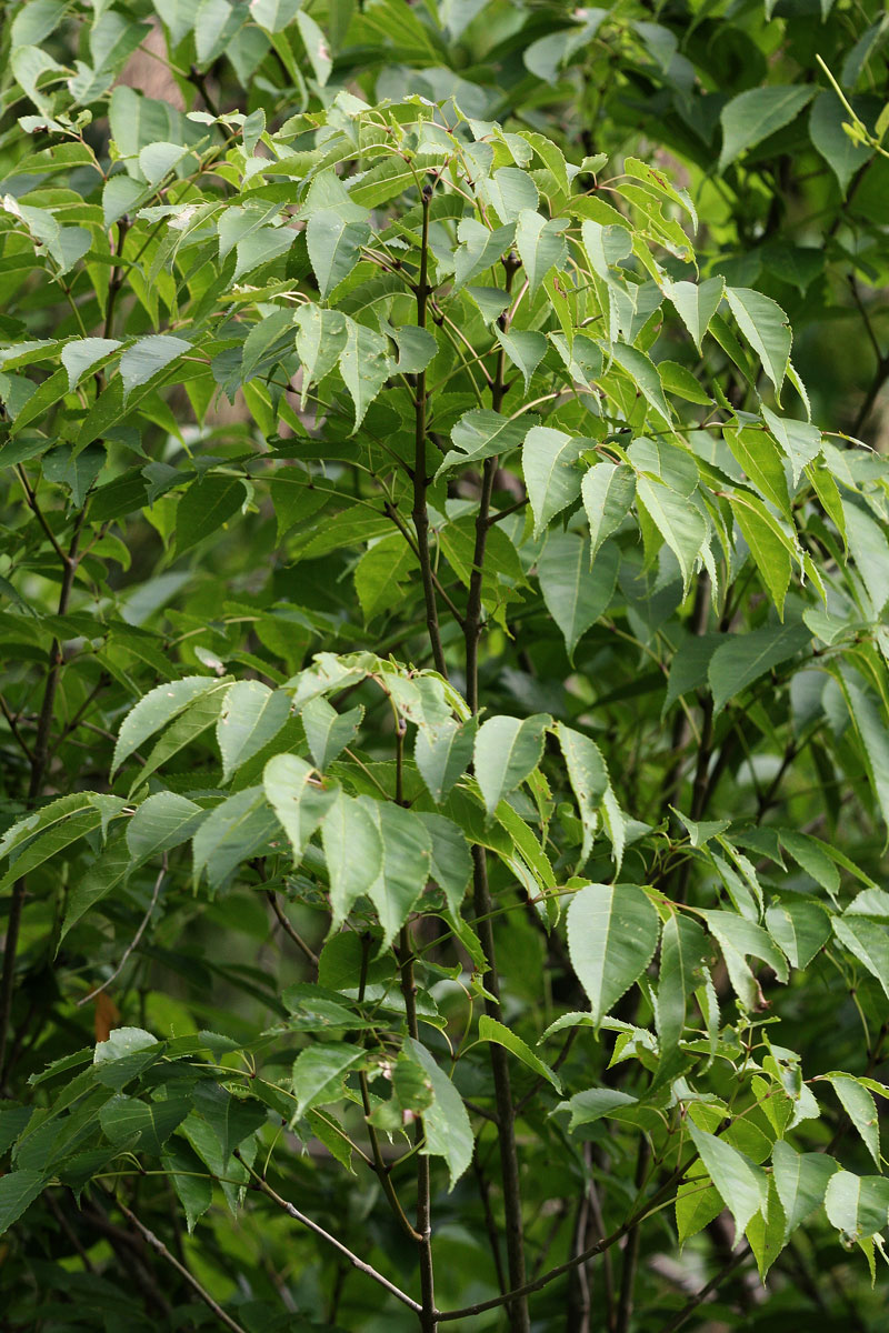 シマタゴ Fraxinus floribunda : 鳥平の自然だより（植物編）