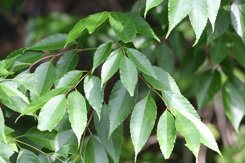 シマタゴ Fraxinus floribunda : 鳥平の自然だより（植物編）