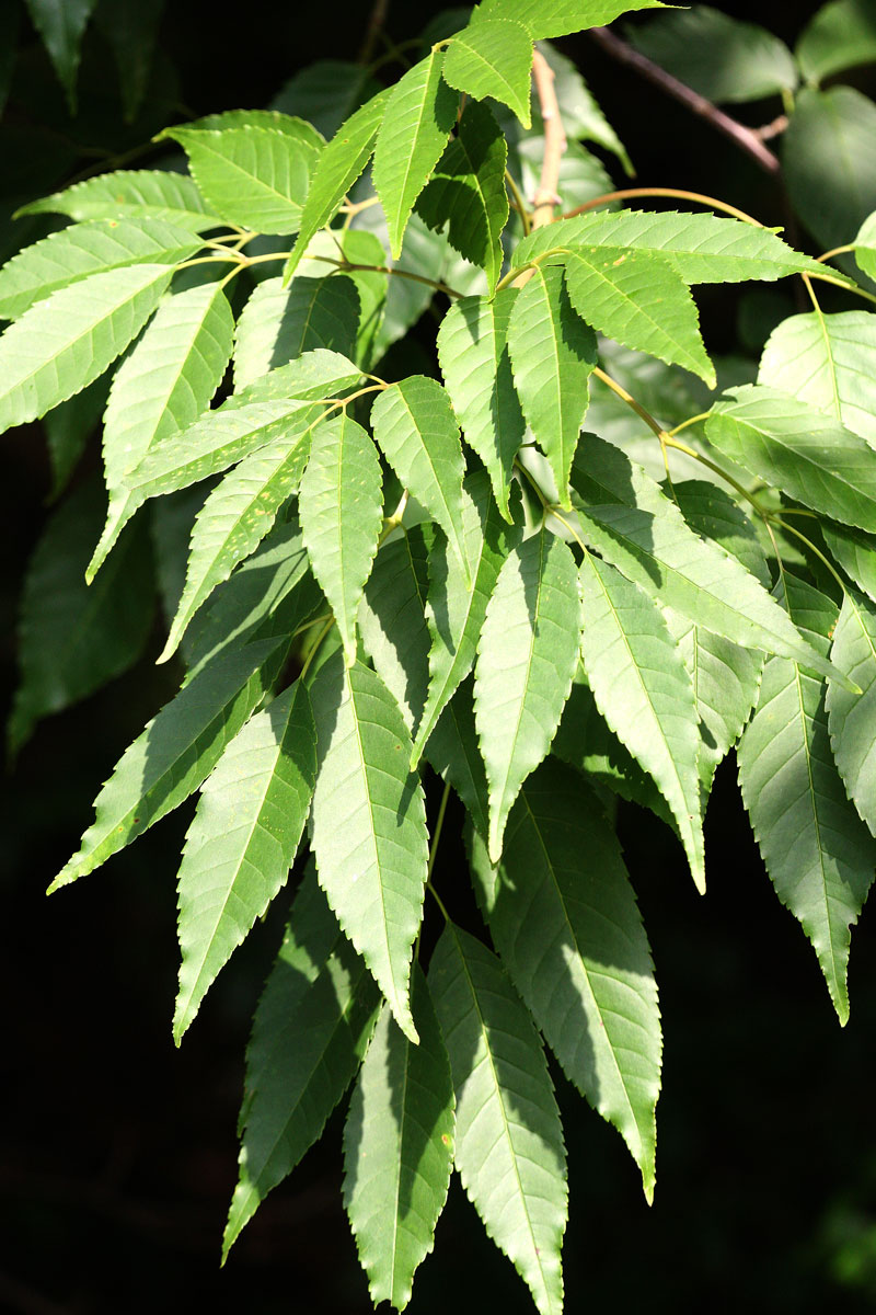 シマタゴ Fraxinus floribunda : 鳥平の自然だより（植物編）