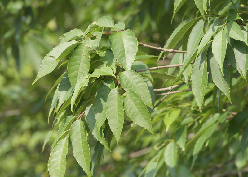 シマタゴ Fraxinus floribunda : 鳥平の自然だより（植物編）