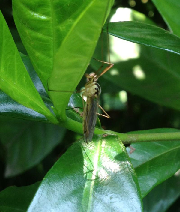 昆虫ブログ むし探検広場 昆虫ブログ むし探検広場