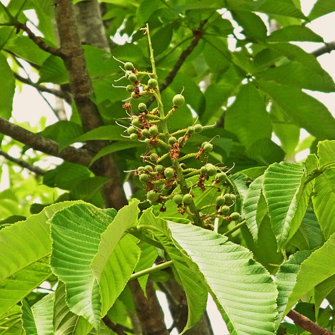 トチノキの実 : 樹木見て歩き