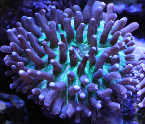 ゲッツ曜日！！ : ビーボックスアクアリウム 海水魚・サンゴ情報