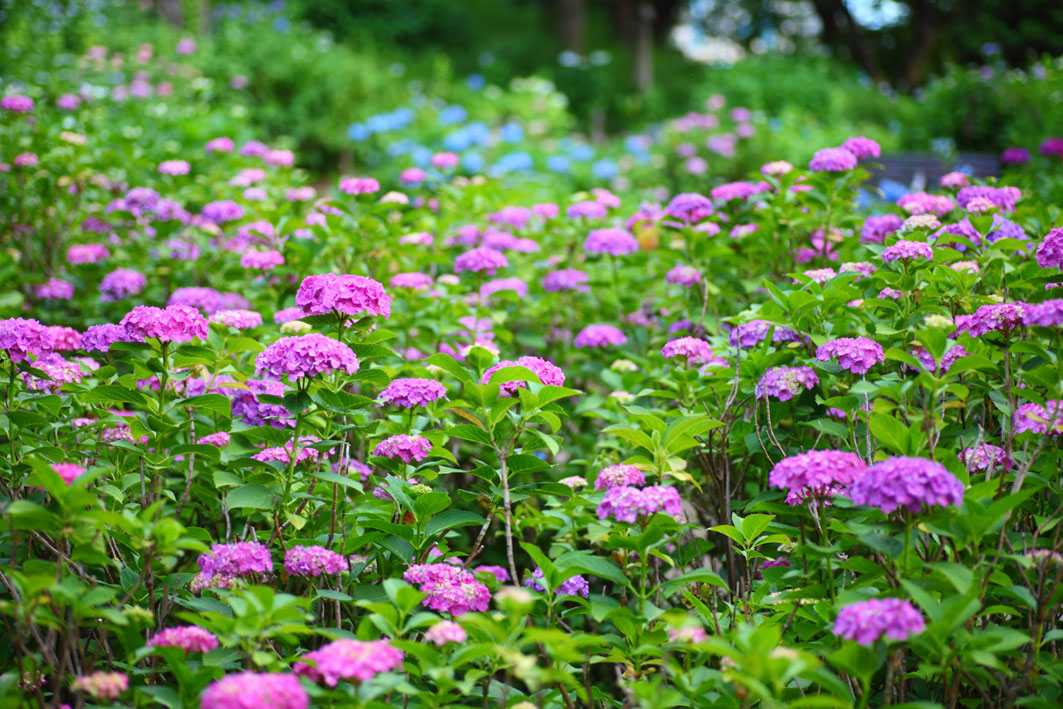 多摩川台公園 : 写真の記憶