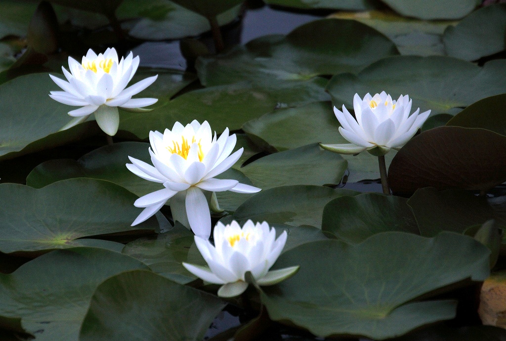 山に暮らせば : 山に暮らせば