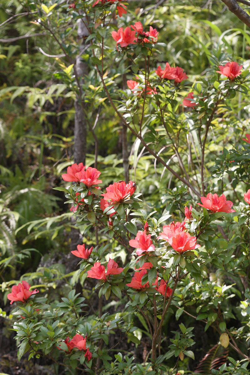 ケラマツツジ Rhododendron scabrum : 鳥平の自然だより（植物編）
