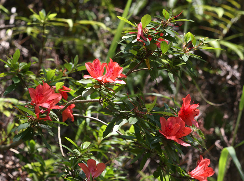 ケラマツツジ Rhododendron scabrum : 鳥平の自然だより（植物編）