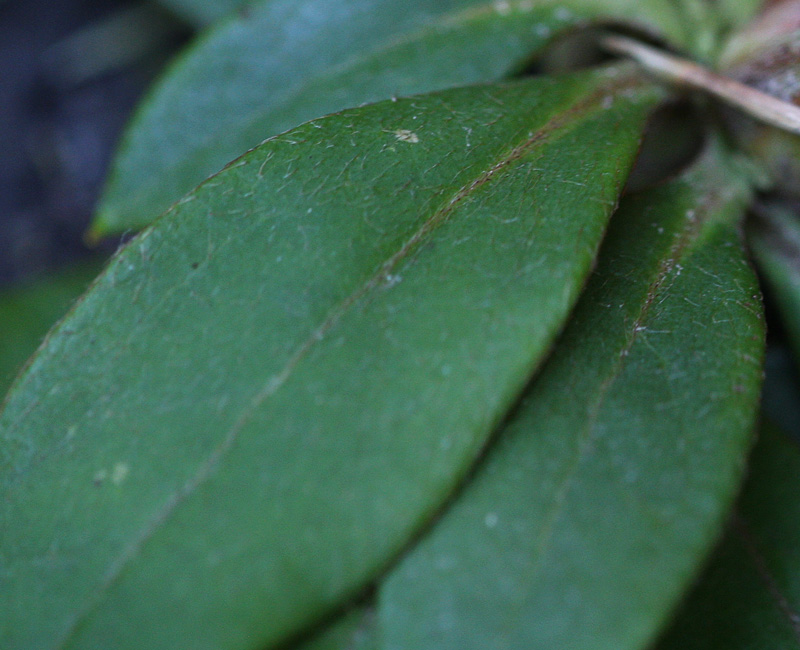 ケラマツツジ Rhododendron scabrum : 鳥平の自然だより（植物編）