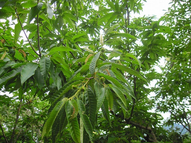 2013.6.18 中津峰山 : カモシカクラブ