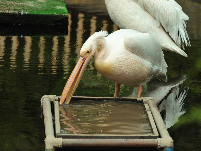 大きなアヒルではありません : bonsoir