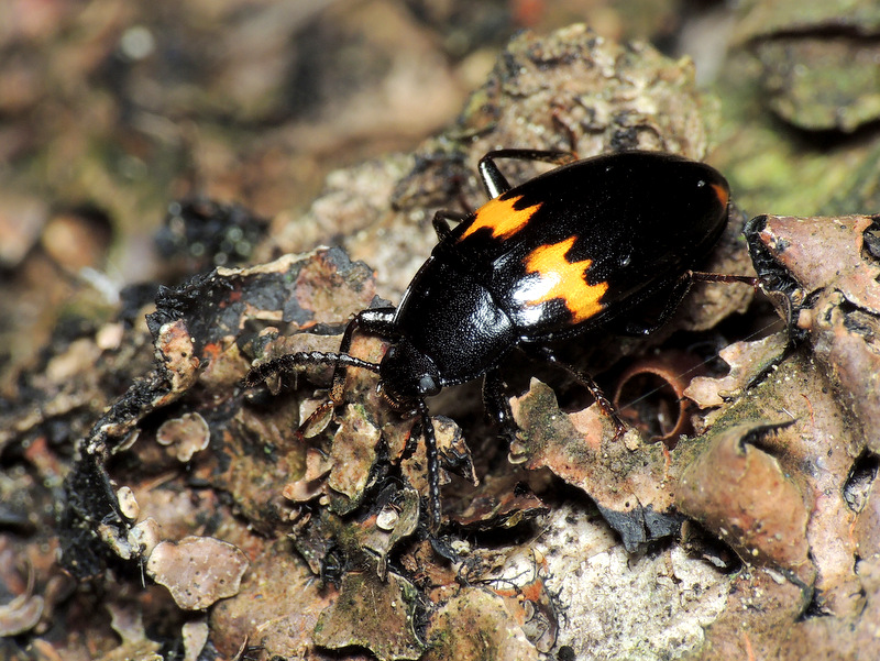 ヨツボシゴミムシダマシ : こんなものを見た2