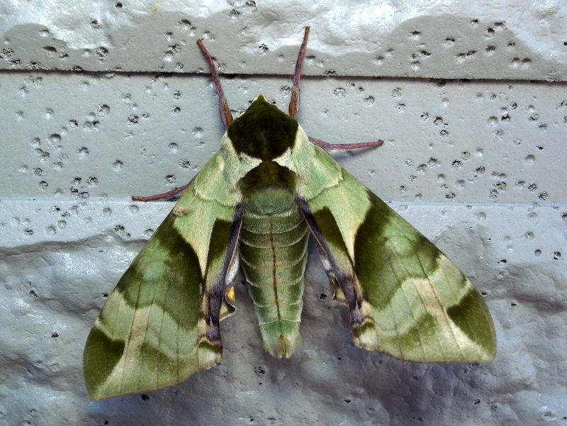 ウンモンスズメ : こんなものを見た2