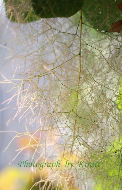 庭の様子 : ファインダーから