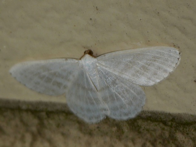 見栄えがする枝尺蛾×7種 : 花と葉っぱ