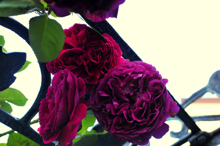 上質なバラ フォールスタッフ : JUDEの庭と薔薇のカヲリ 上質なバラ フォールスタッフ : JUDEの庭と薔薇のカヲリ