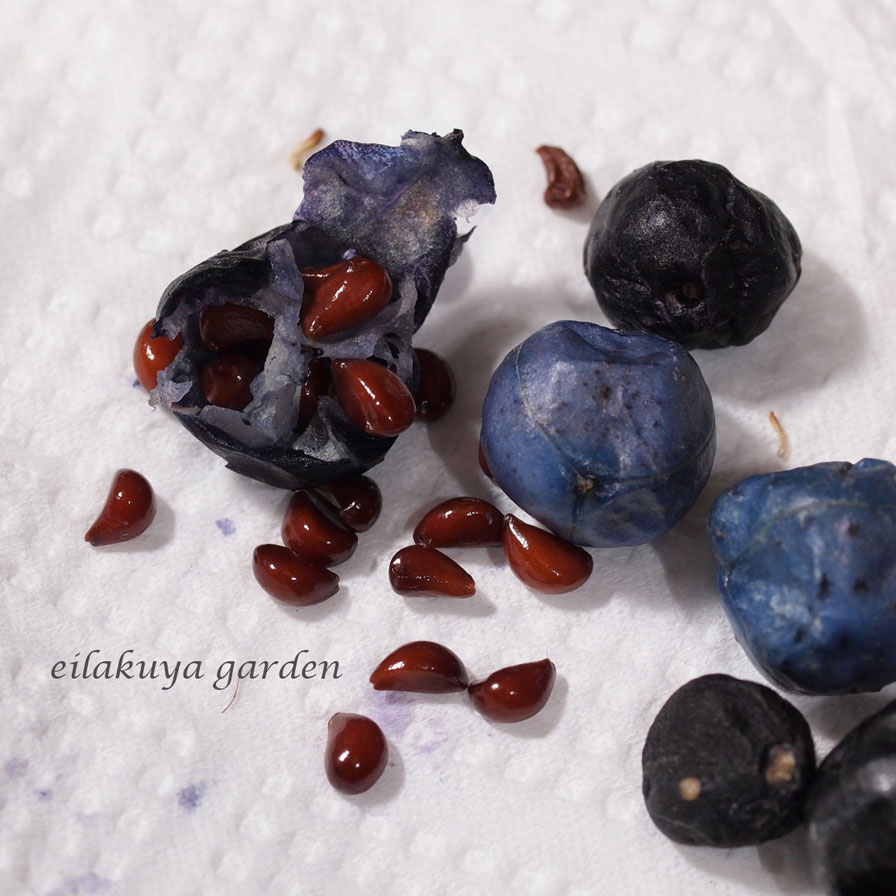 サファイア・ブルー の 森の宝石 : 永楽屋ガーデン 自然を愛する スローライフな庭造り