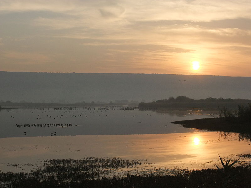 THE DEATH OF THE LAKE / Peter Merom : Books & Things