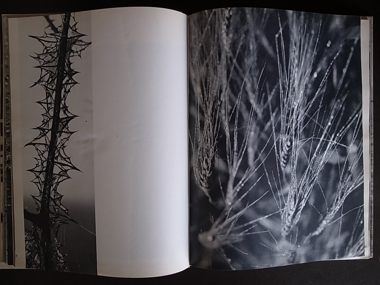 THE DEATH OF THE LAKE / Peter Merom : Books & Things