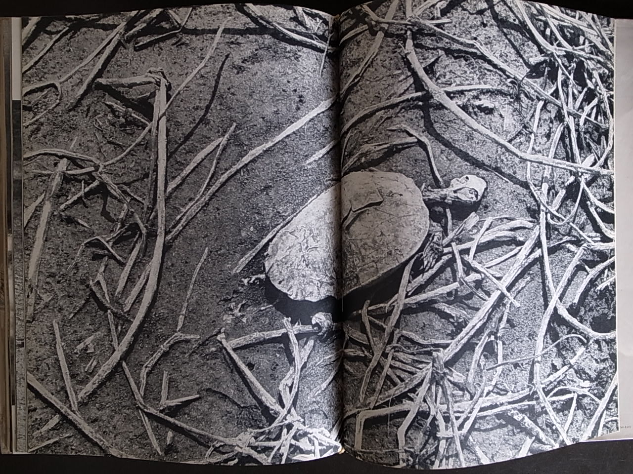 THE DEATH OF THE LAKE / Peter Merom : Books & Things