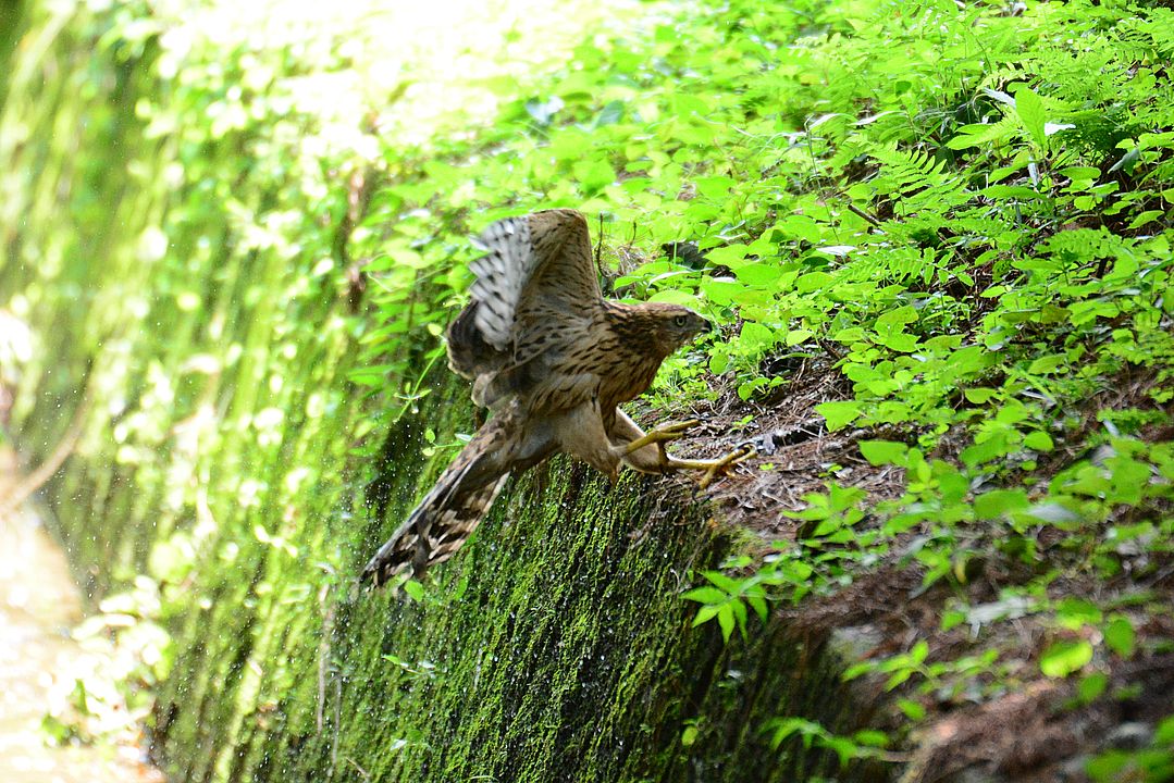 オオタカの行水からの飛び出し・・・千載一隅のチャンスだった : 『私のデジタル写真眼』