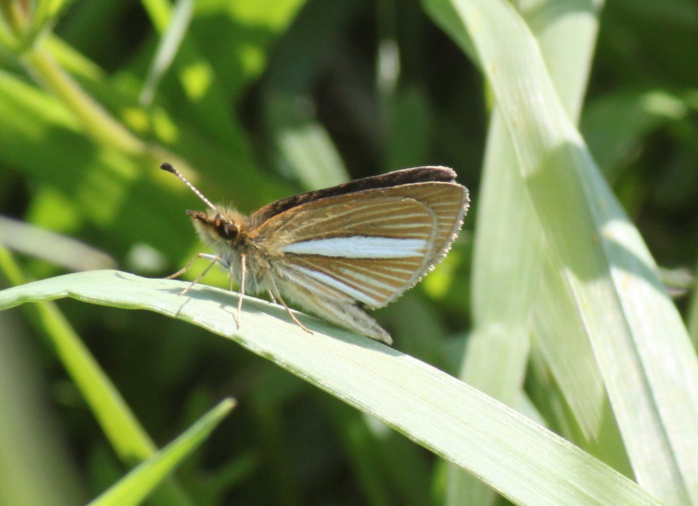 埼玉 中部 夏型ギンイチモンジセセリ初見2013/08/16 : 蝶散歩