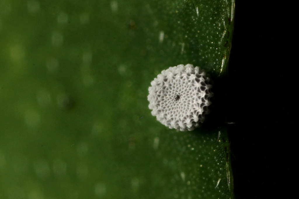 ミヤマシジミの成虫、卵、幼虫探し : 蝶超天国