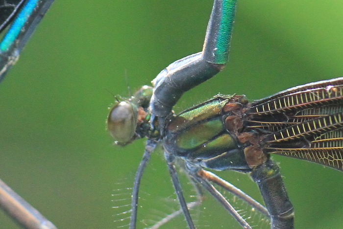 ハグロトンボ ～ハートの交尾～ : ゆうのすけ写真館