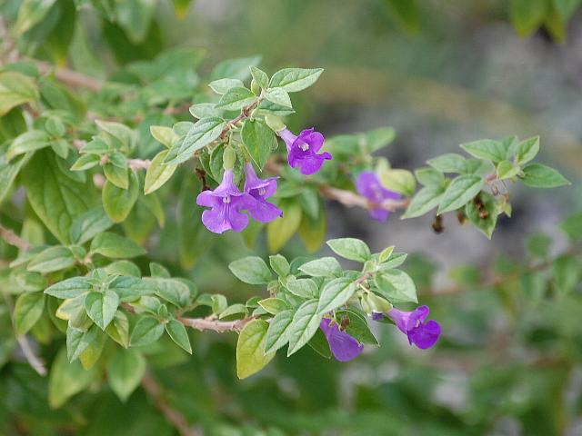 ティンネア・バルバタ : 花の仲間調べ