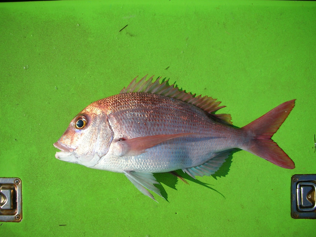 Dentex canariensis : ユーラシア大陸果ての定置網