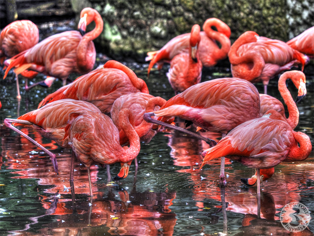 E-M1で撮る動物園 : ふじーん画報 photo-life log HDRi