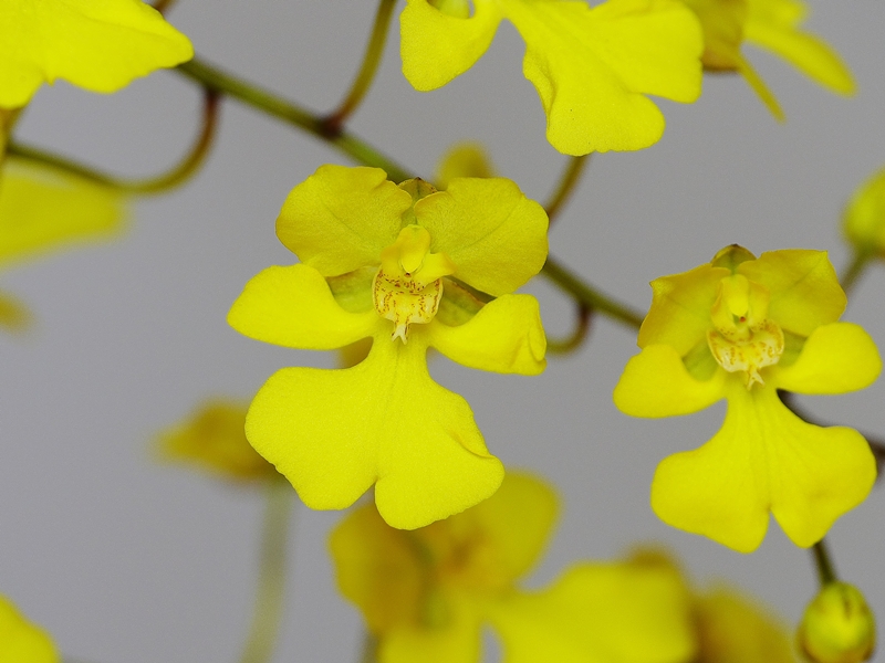 Zelenkoa onusta その2 : 花咲か父さん 洋らん栽培