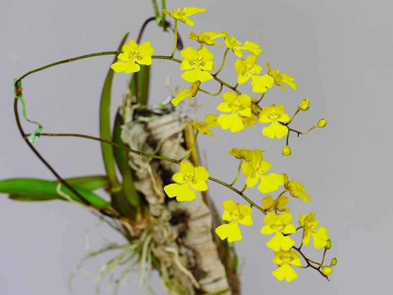 Zelenkoa onusta その2 : 花咲か父さん 洋らん栽培